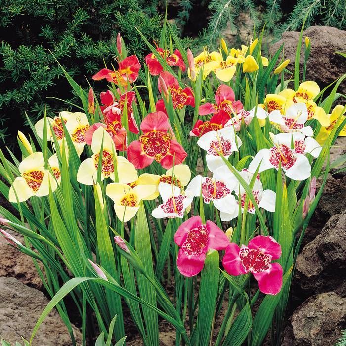 Buy Tigridia Pavonia Mix x 20 affordable | Gardens4You.co.uk