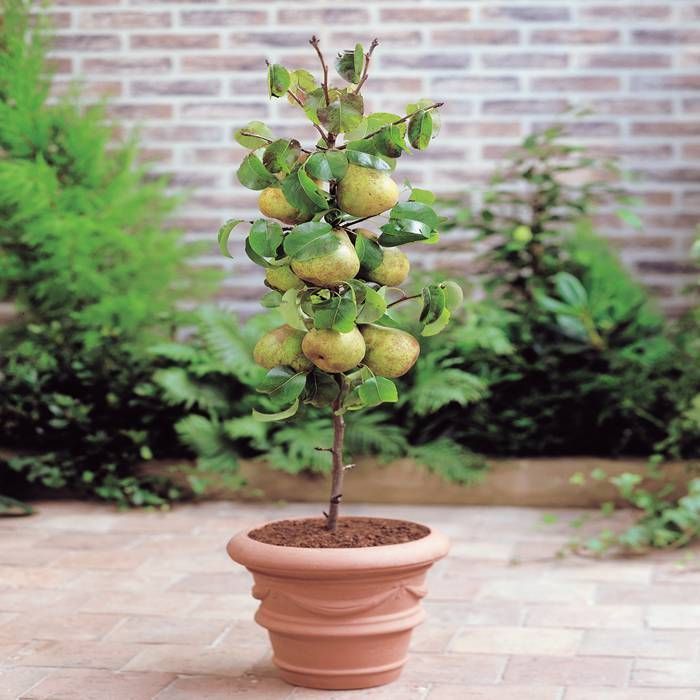Buy Dwarf Pear Tree Doyenne du Comice affordable | Gardens4You.co.uk