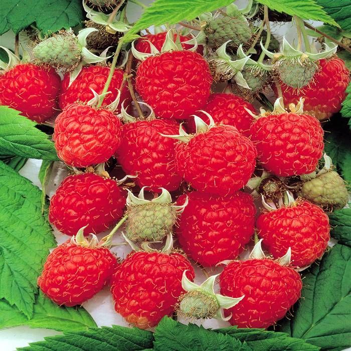 Buy Raspberry Aroma Queen affordable | Gardens4You.co.uk