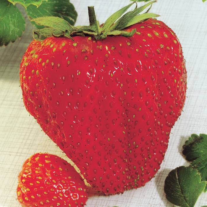 Buy Strawberry Maxi Fructa x 3 affordable | Gardens4You.co.uk
