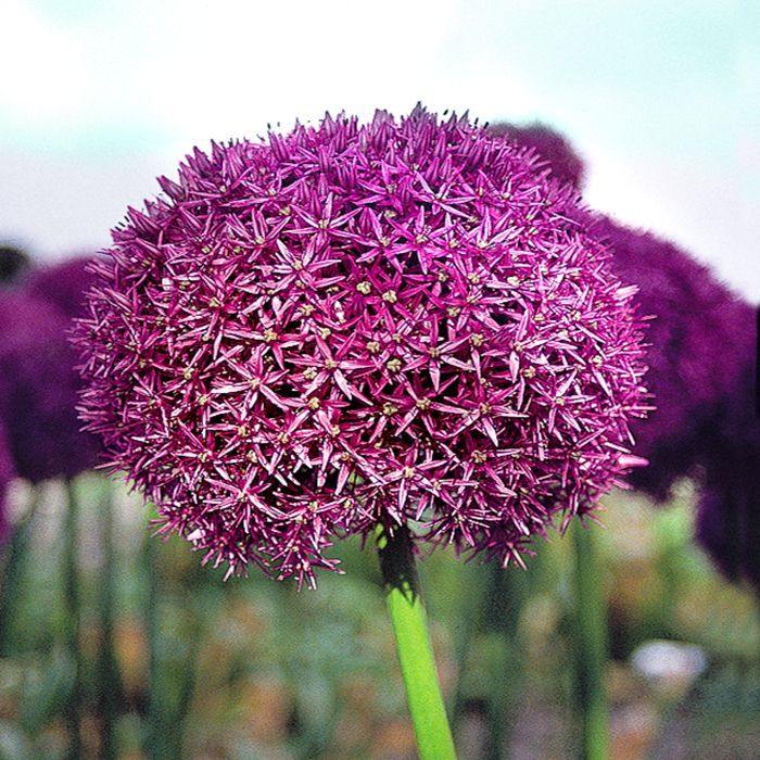 Buy Allium Shing x 10 affordable | Gardens4You.co.uk