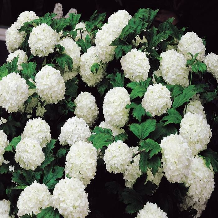 Buy Viburnum Opulus Sterile Snowball Shrub affordable | Gardens4You.co.uk