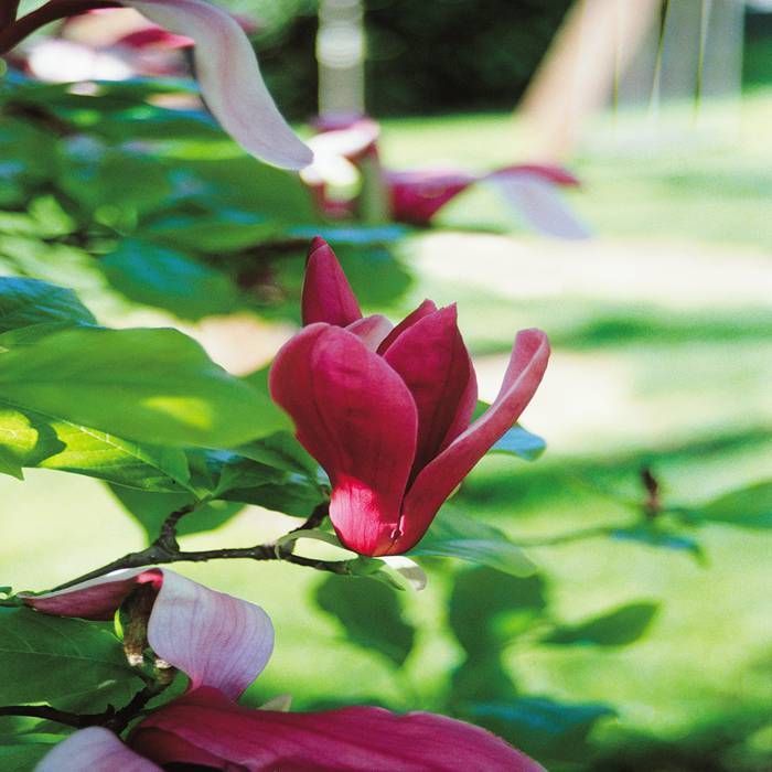 Buy Magnolia Susan affordable | Gardens4You.co.uk