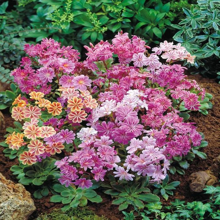Buy Lewisia cotyledon 13cm affordable | Gardens4You.co.uk