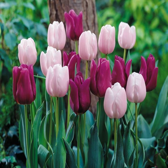 Buy Tulip combo Romantic Spring affordable | Gardens4You.co.uk