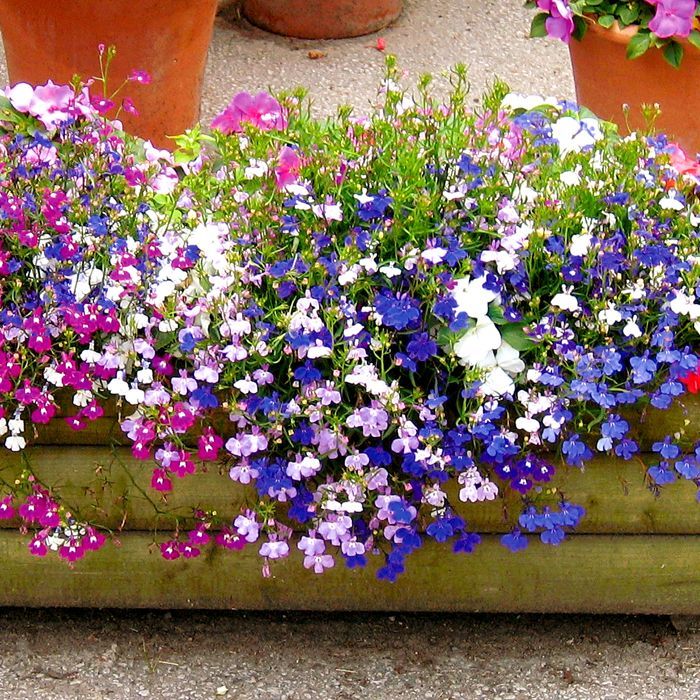 Buy Lobelia Mix x 3 affordable | Gardens4You.co.uk