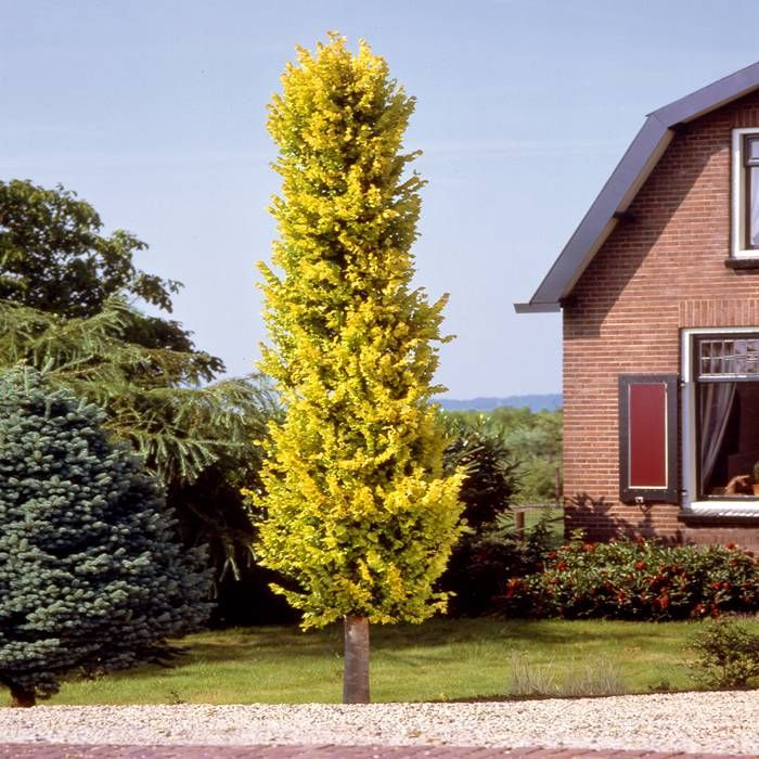 Buy Ulmus Wredii Golden Elm affordable | Gardens4You.co.uk