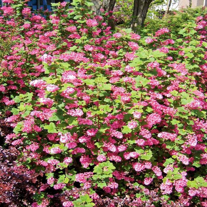 Buy Ribes sanguineum King Edward VII affordable | Gardens4You.co.uk