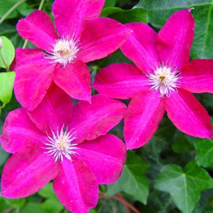 Buy Clematis Rouge Cardinal affordable | Gardens4You.co.uk