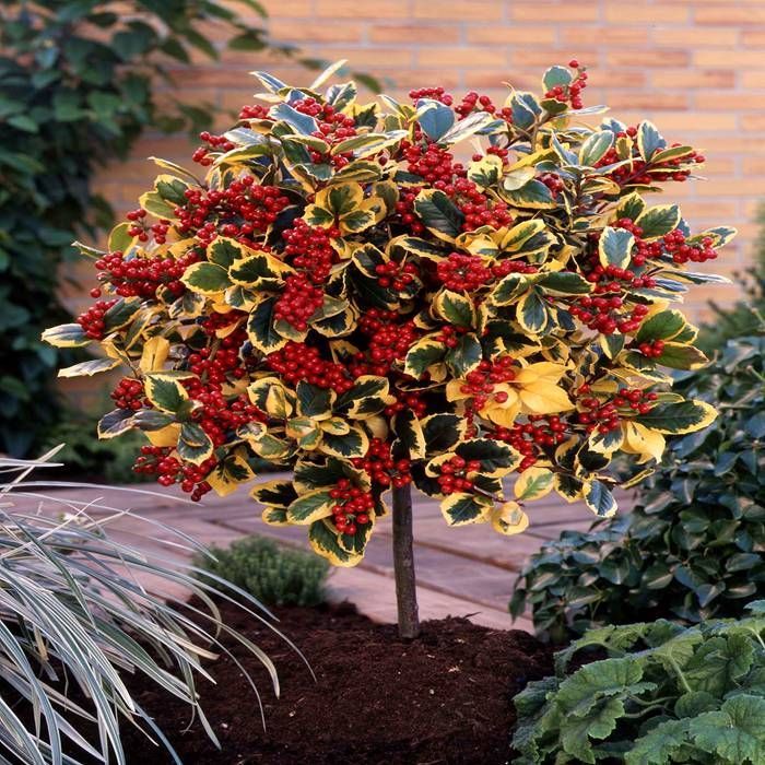Buy Standard Ilex aquifolium Golden King affordable | Gardens4You.co.uk