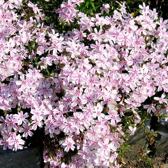 Buy Phlox subulata Candy Stripe affordable | Gardens4You.co.uk