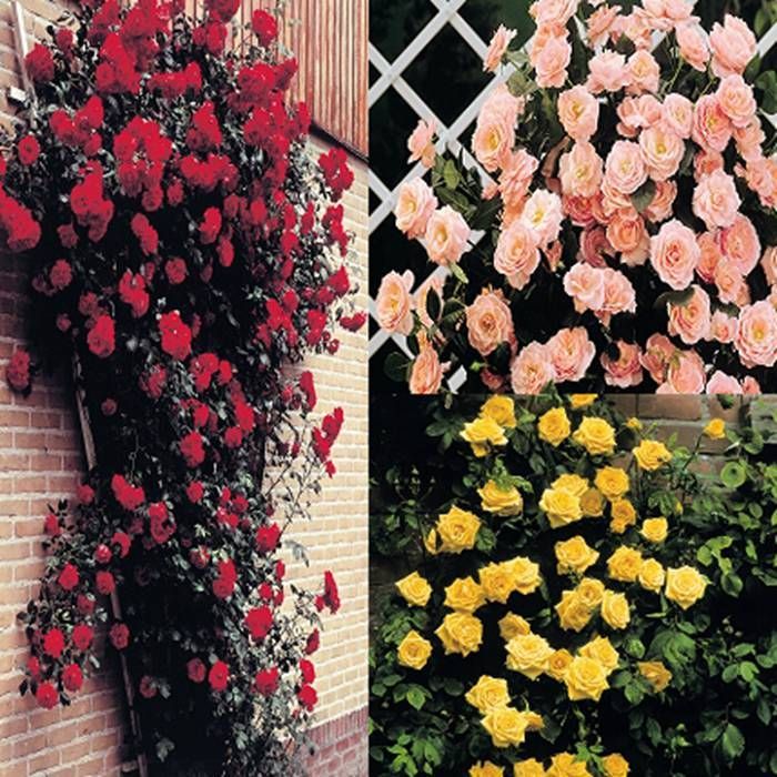 Buy Climbing Rose Coll. Golden/Red/Pink affordable | Gardens4You.co.uk