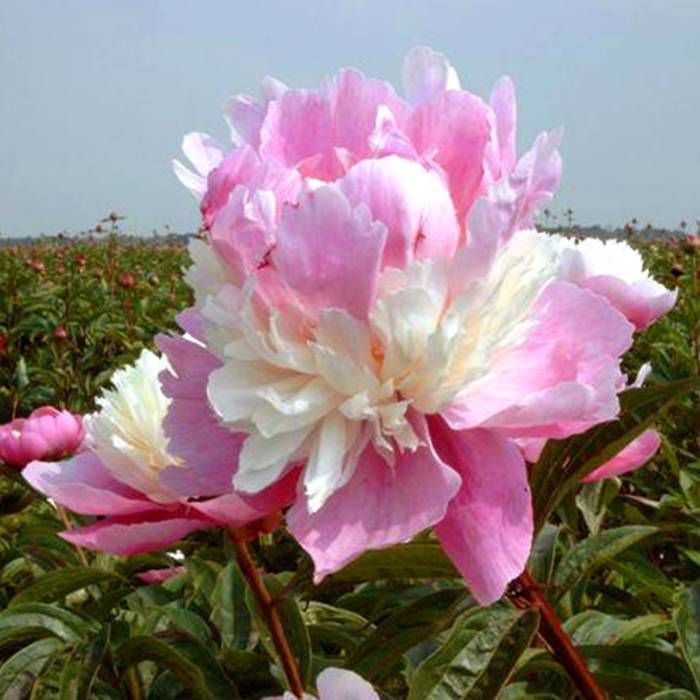 Buy Peony lactiflora Sorbet affordable | Gardens4You.co.uk