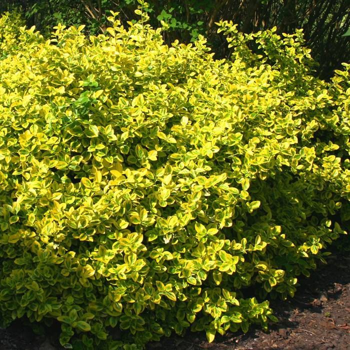 Variegated Euonymus