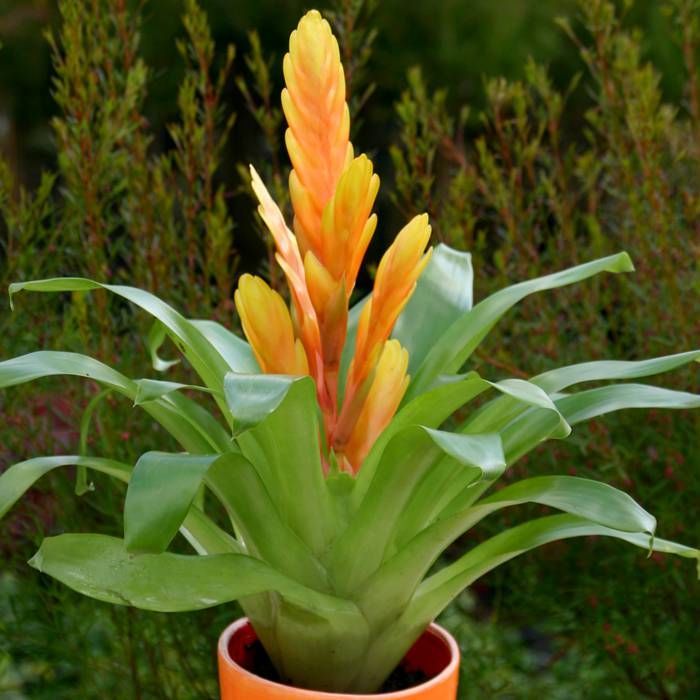 Buy Vriesea Orange Golden affordable | Gardens4You.co.uk