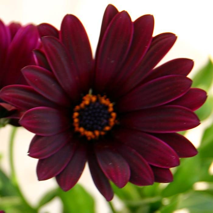 Buy Osteospermum Red affordable | Gardens4You.co.uk