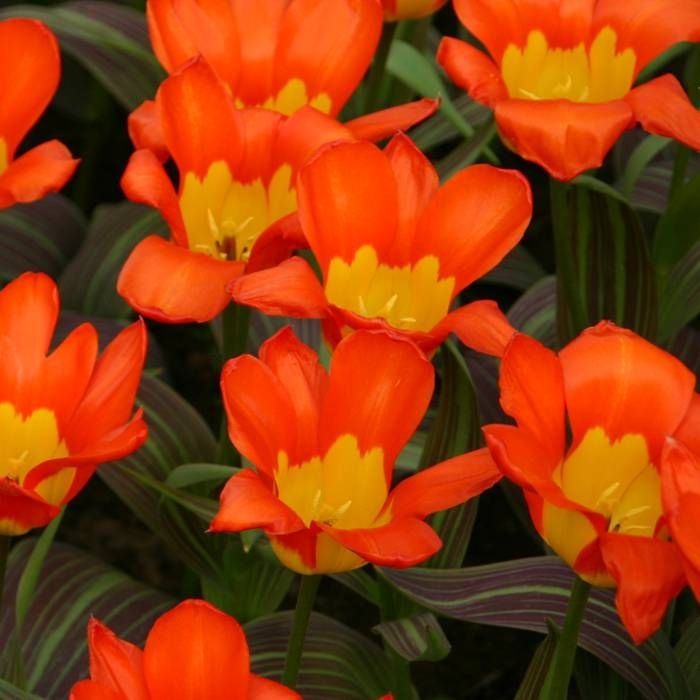 Buy Tulip fosteriana Juan affordable | Gardens4You.co.uk