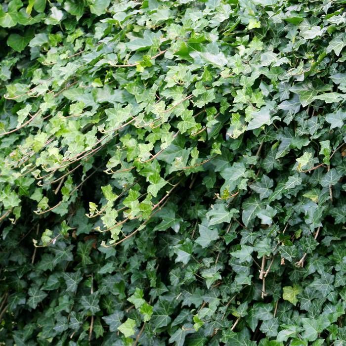 Buy Ivy Hedera Helix affordable | Gardens4You.co.uk