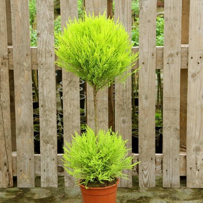 Buy Cupressus goldcrest 17 cm pot affordable | Gardens4You.co.uk