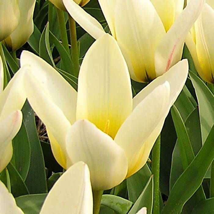 Buy Tulip fosteriana Concerto x 10 affordable | Gardens4You.co.uk