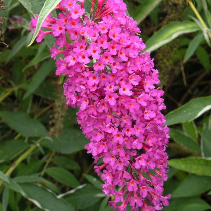 Buy Buddleja Flutterby Pink 12 cm pot affordable | Gardens4You.co.uk
