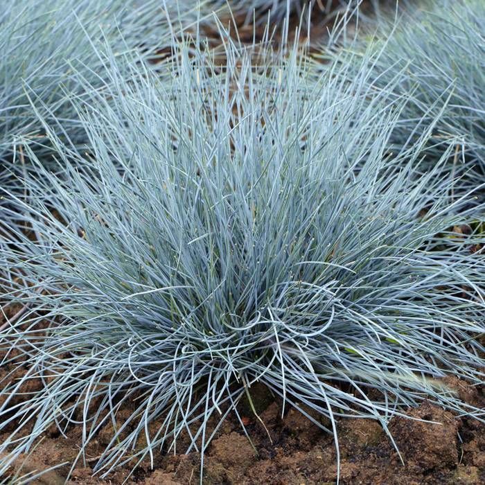 Buy Festuca glauca Elijah Blue P 10 affordable | Gardens4You.co.uk