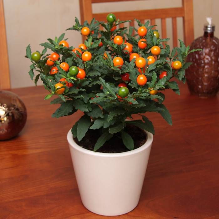 Buy Solanum pseudocapsicum affordable | Gardens4You.co.uk