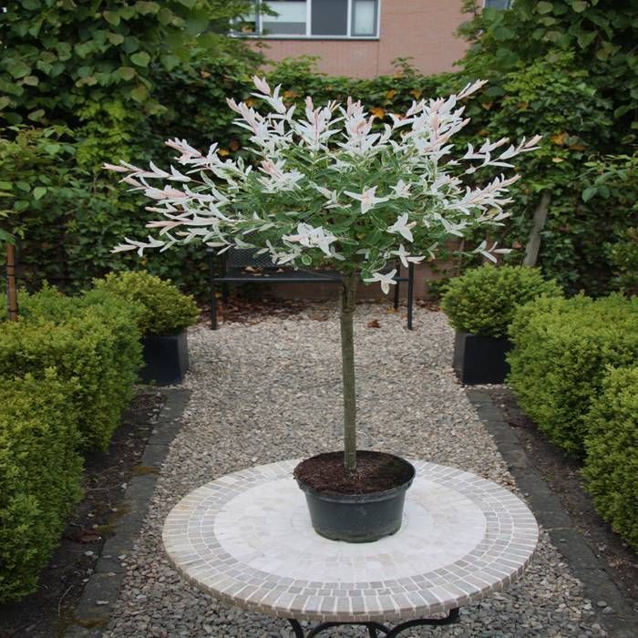 Buy Standard Salix Hakuro-nishiki 21cm pot affordable | Gardens4You.co.uk