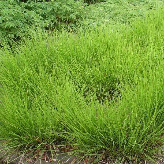 Buy Sesleria Autumnalis affordable | Gardens4You.co.uk