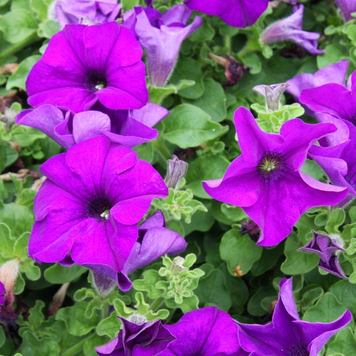 Buy Petunia Cascadia Purple x 3 affordable | Gardens4You.co.uk