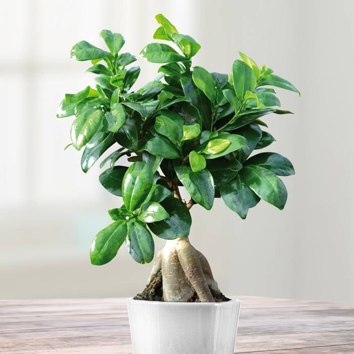 Buy Ficus Retusa microcarpa Ginseng 12 cm affordable | Gardens4You.co.uk
