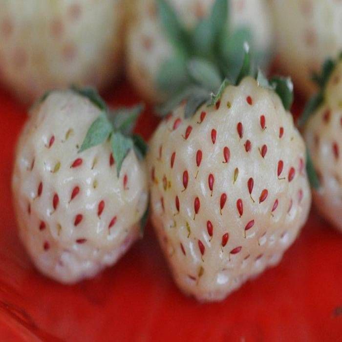 Buy White Strawberry affordable | Gardens4You.co.uk
