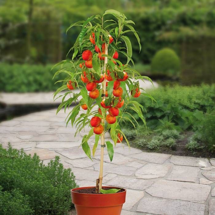 Buy Standard Nectarine Prunus Persica Rubira affordable | Gardens4You.co.uk