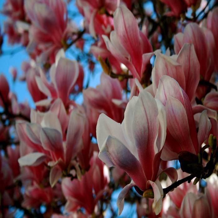 Buy Magnolia soulangeana Alexandrina affordable | Gardens4You.co.uk