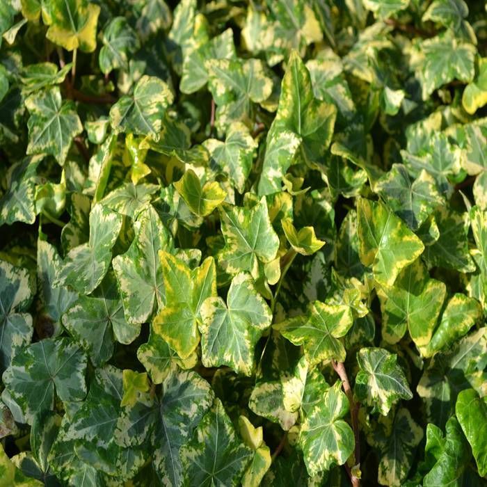 Buy Ivy Hedera Variegata affordable | Gardens4You.co.uk