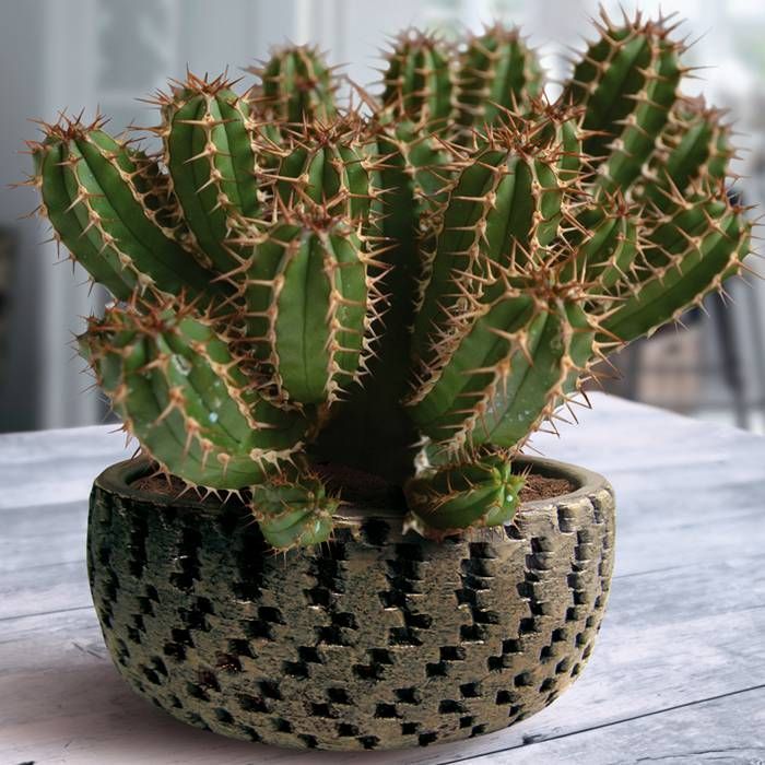 Buy Euphorbia Enopla affordable | Gardens4You.co.uk