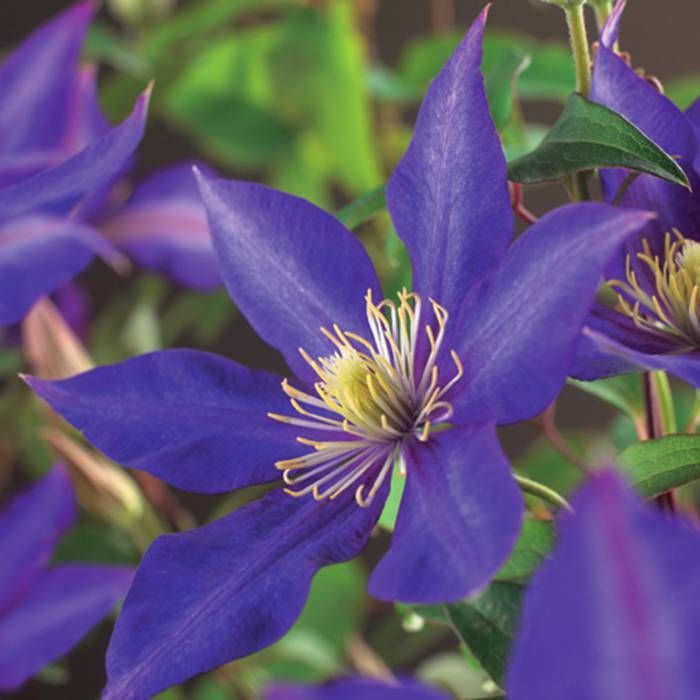 Buy Clematis Daniel Deronda affordable | Gardens4You.co.uk