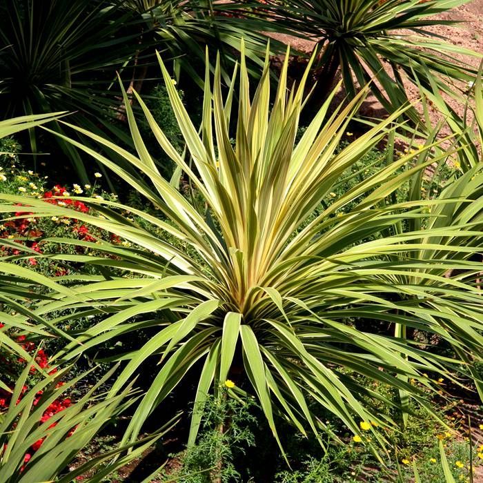 Buy Yucca filamentosa Bright Edge affordable | Gardens4You.co.uk