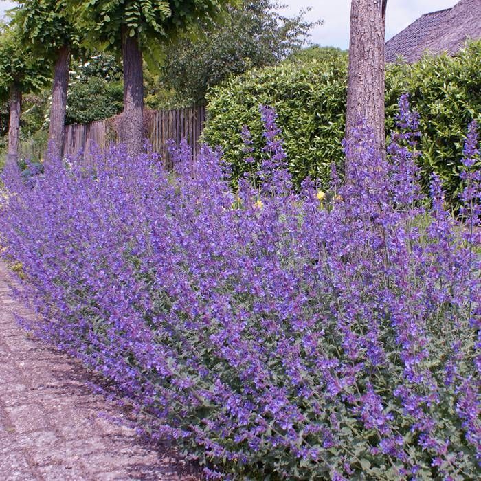 Nepeta Faassenii Nepeta X Faassenii 'Purrsian Blue' (Catmint)