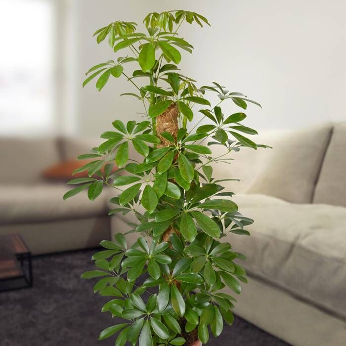 Buy Schefflera Arboricola Nora affordable | Gardens4You.co.uk