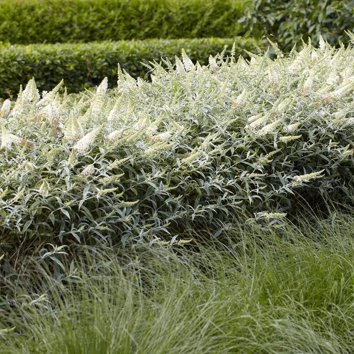 Buy Buddleja davidii White Ball affordable | Gardens4You.co.uk