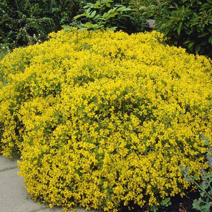 Buy Genista lydia affordable | Gardens4You.co.uk