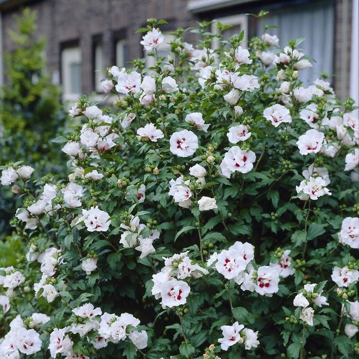 Buy Hibiscus syriacus Lady Stanley affordable | Gardens4You.co.uk