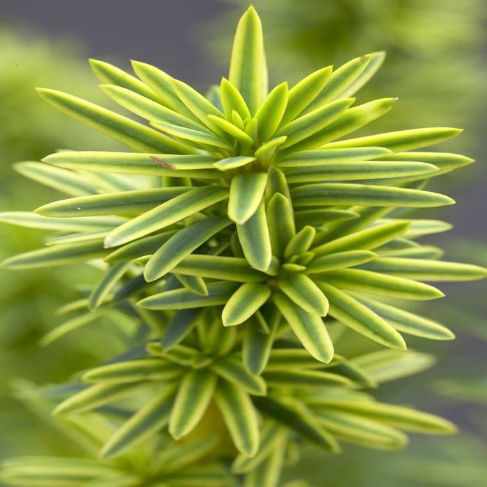 Buy Taxus Baccata David affordable | Gardens4You.co.uk