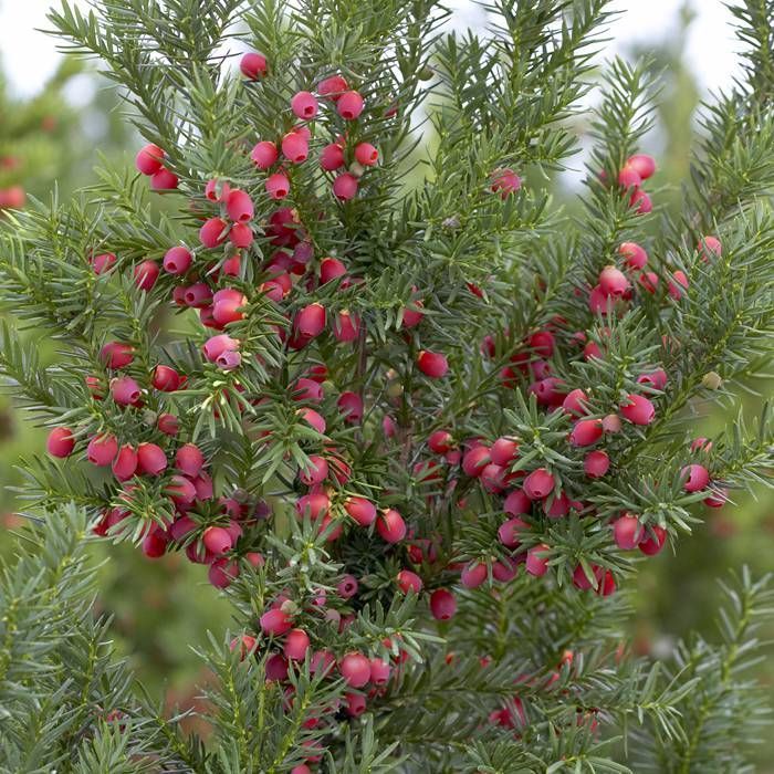 Buy Taxus x media Hicksii affordable | Gardens4You.co.uk