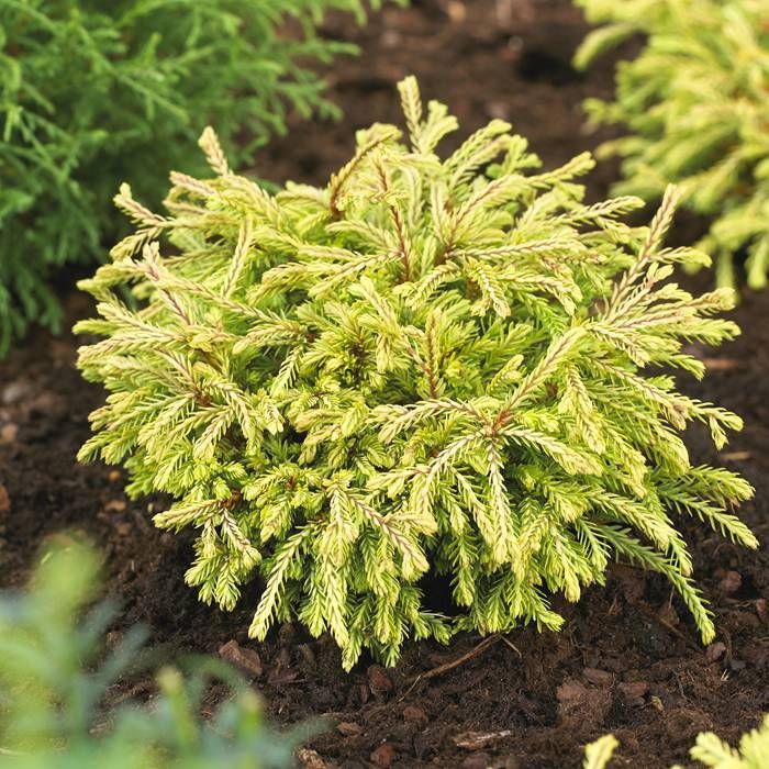 Buy Thuja occidentalis Golden Tuffet affordable | Gardens4You.co.uk