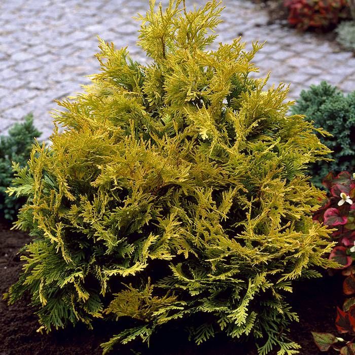 Buy Thuja occidentalis Sunkist affordable | Gardens4You.co.uk