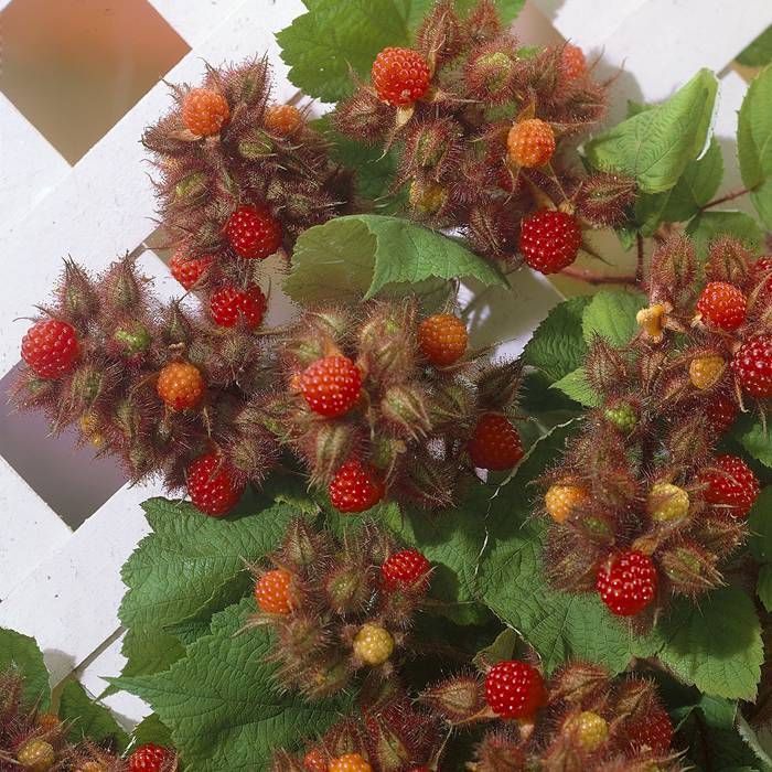 Buy Rubus Phoenicolasius /Japanese wineberry affordable | Gardens4You.co.uk