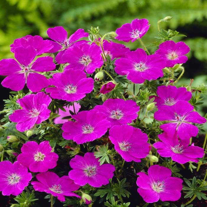 Buy Geranium Sanguineum Max Frei affordable | Gardens4You.co.uk