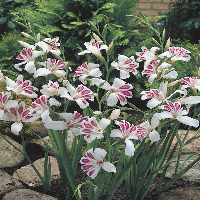 Buy Gladiolus nanus Prins Claus x 10 affordable | Gardens4You.co.uk